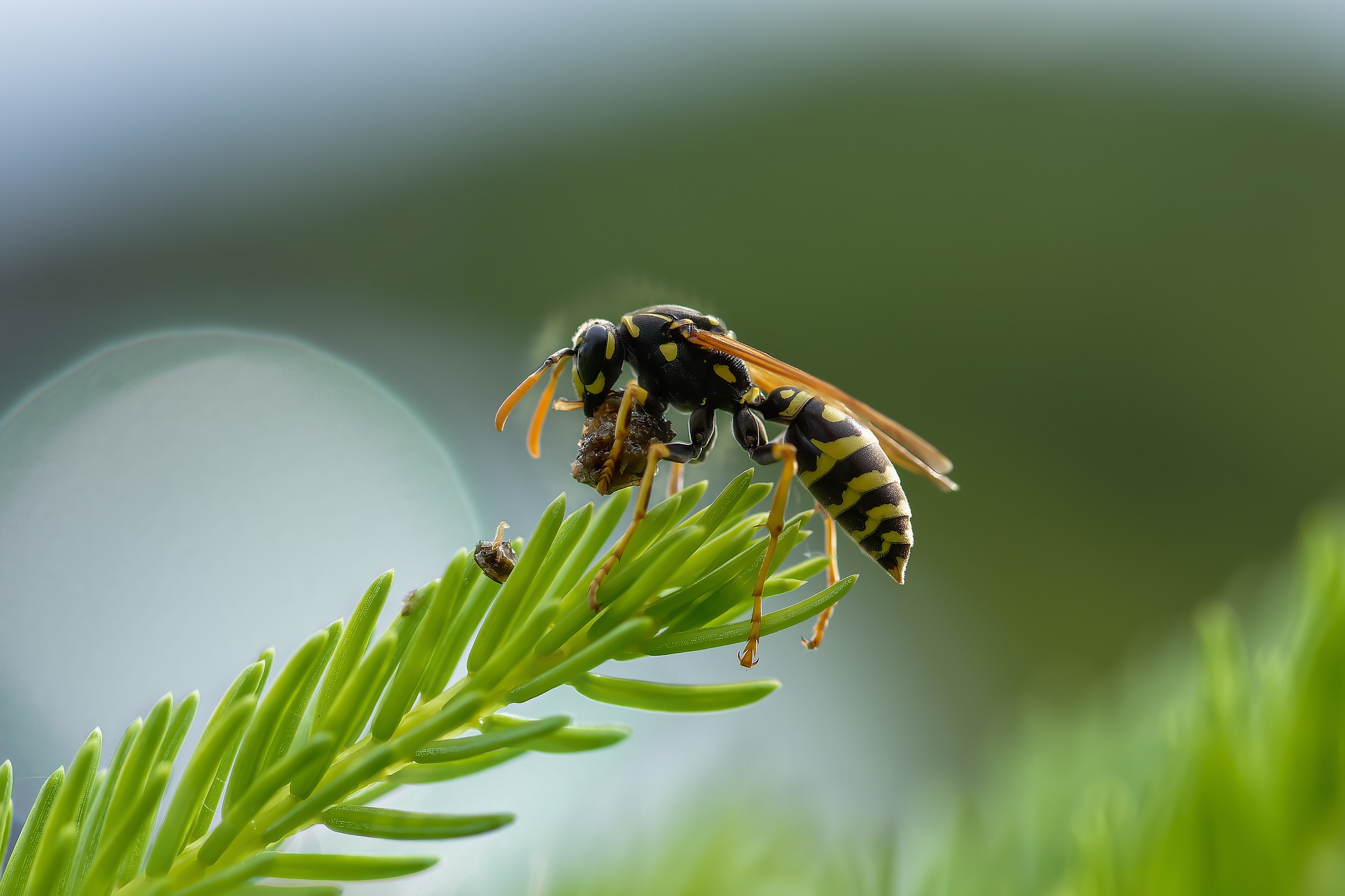 With the heatwaves, wasps are everywhere in France